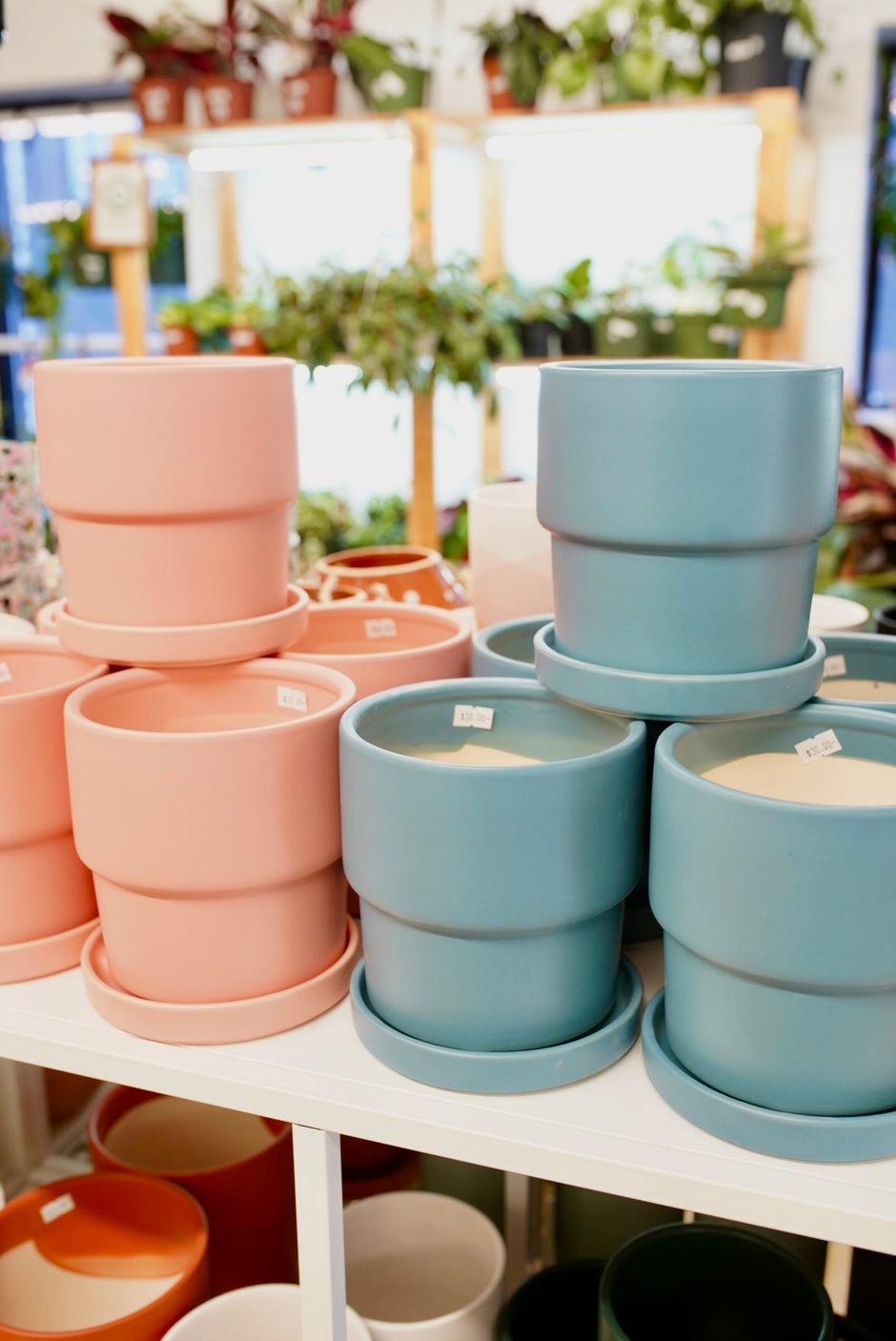 Ruby Flora: Healthy Houseplants in Pittsburgh – Ruby Flora Plant Shop