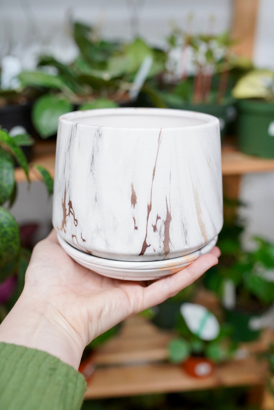 Ruby Flora: Healthy Houseplants in Pittsburgh – Ruby Flora Plant Shop