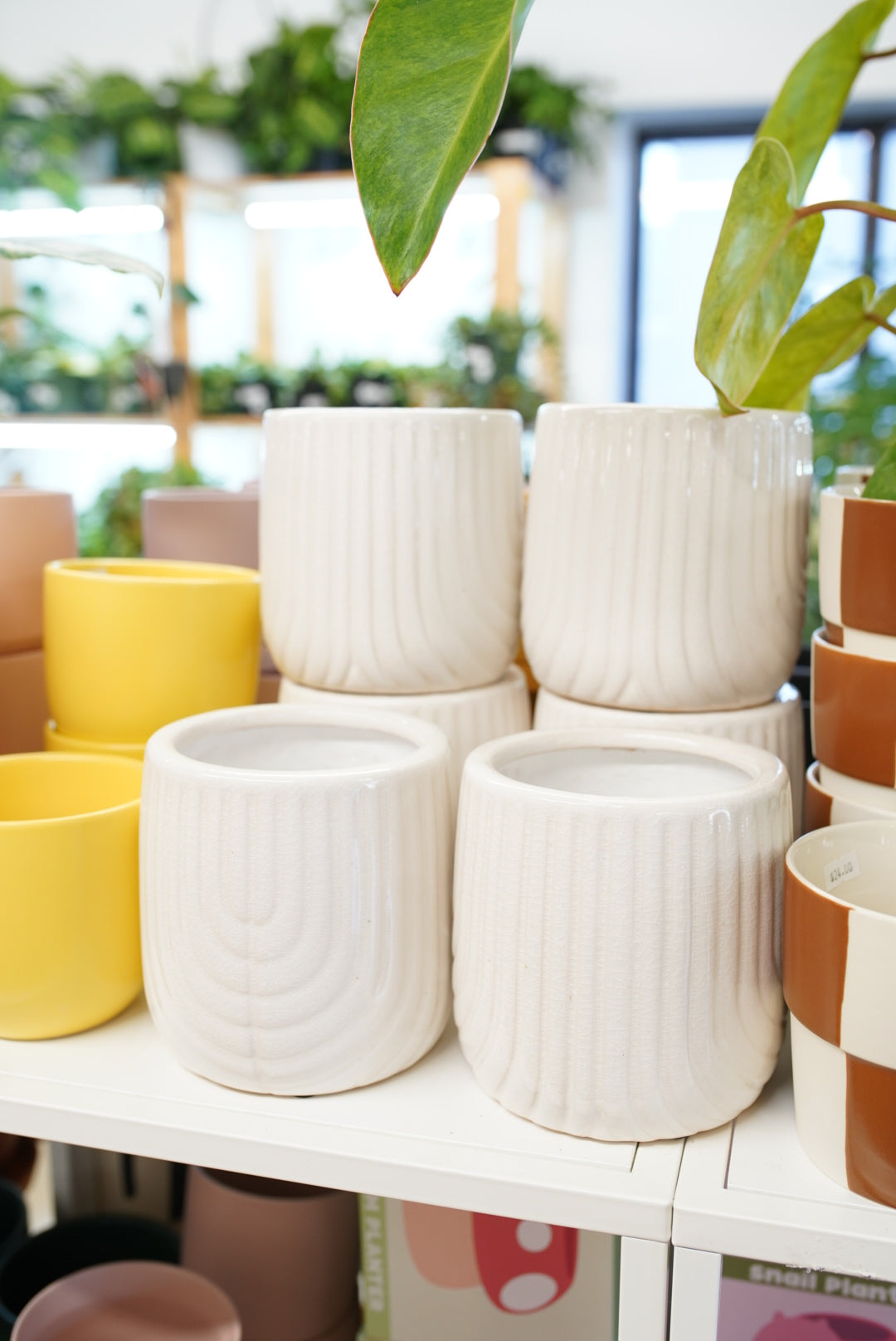 Ruby Flora: Healthy Houseplants in Pittsburgh – Ruby Flora Plant Shop