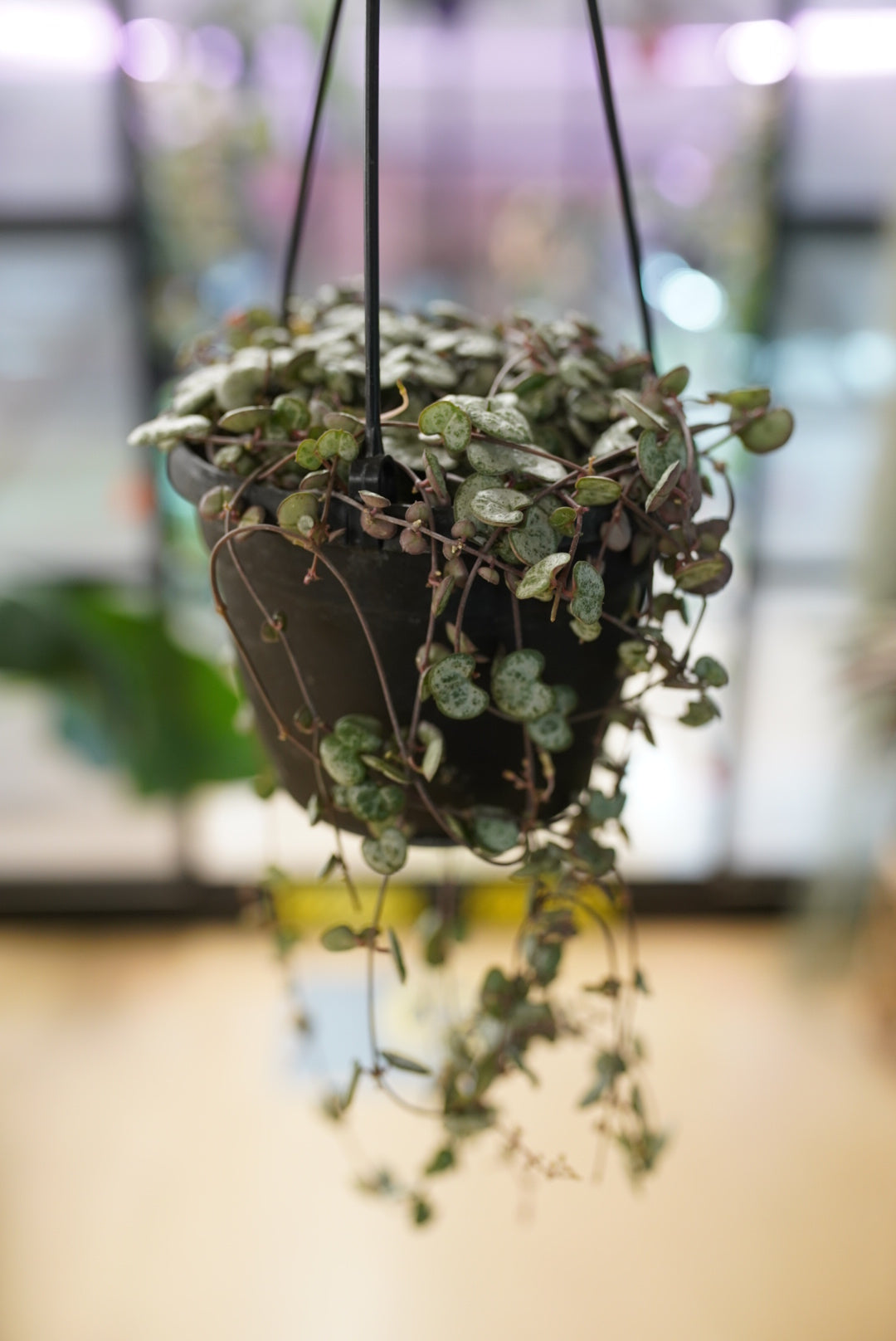 String of Hearts 'Silver Glory' – Ruby Flora Plant Shop