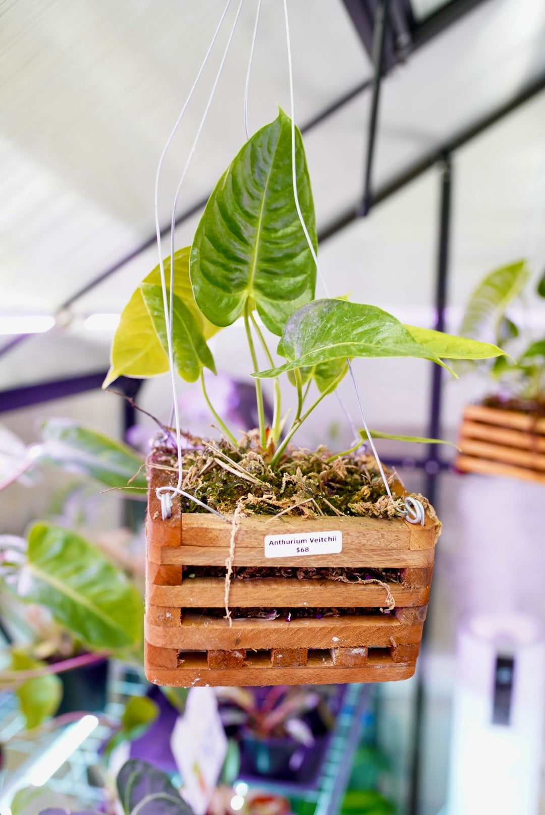 NEW PLANT ARRIVALS – Ruby Flora Plant Shop