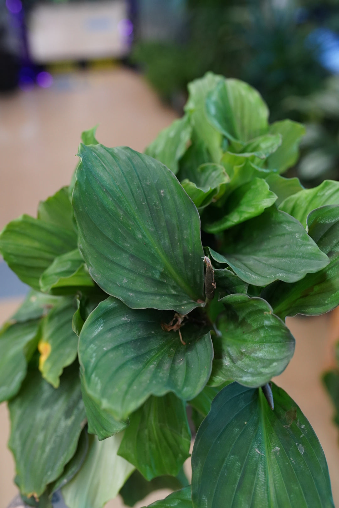 NEW PLANT ARRIVALS – Ruby Flora Plant Shop
