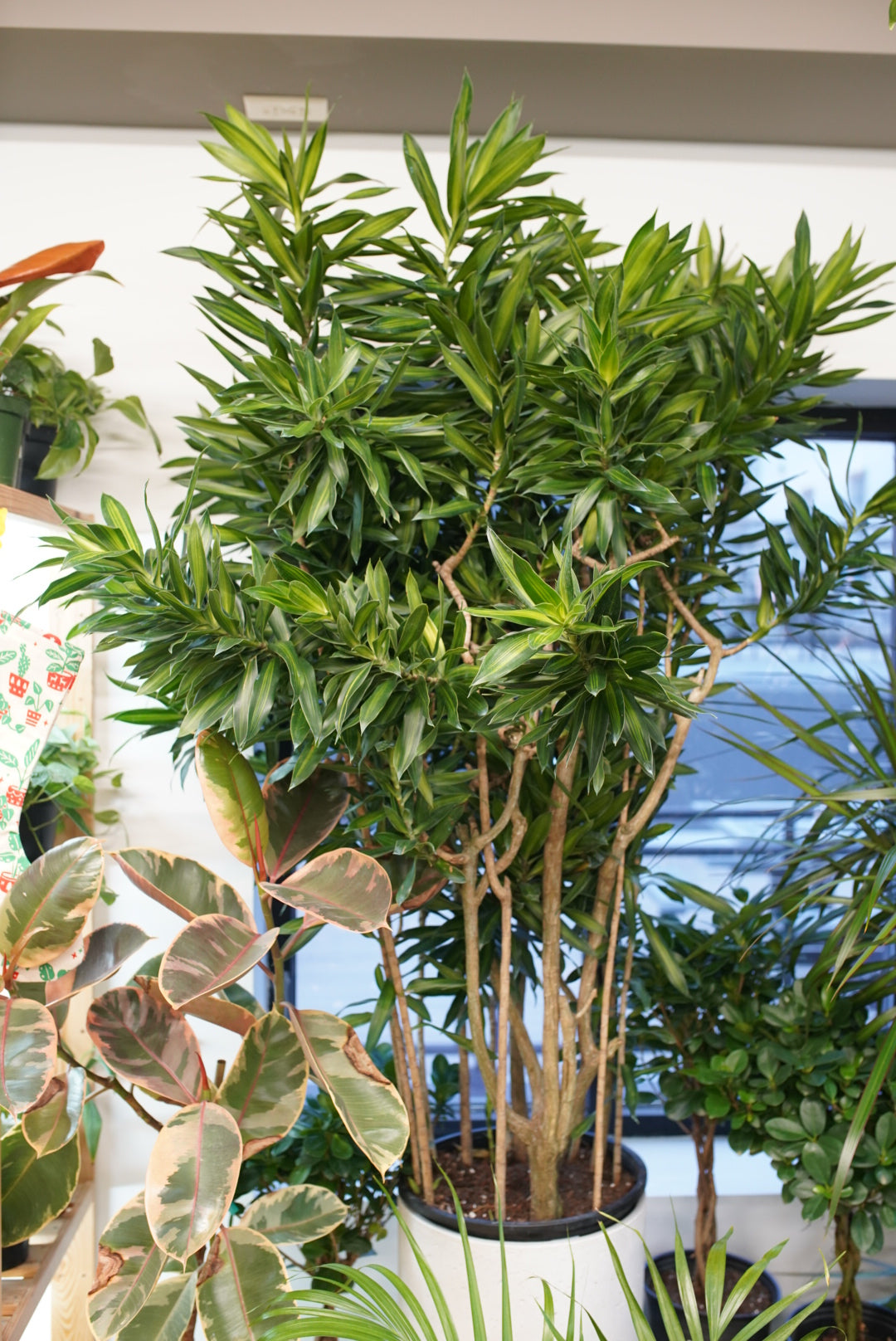 Dracaena Song of Jamaica - Character – Ruby Flora Plant Shop