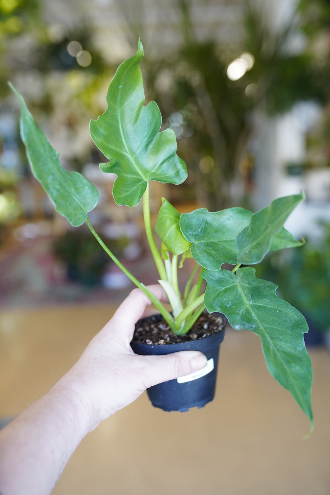 Philodendron Mayoi – Ruby Flora Plant Shop