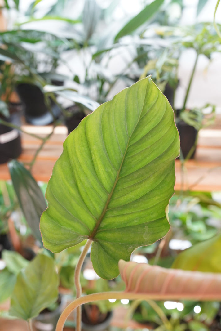 Adelonema Red Velvet – Ruby Flora Plant Shop