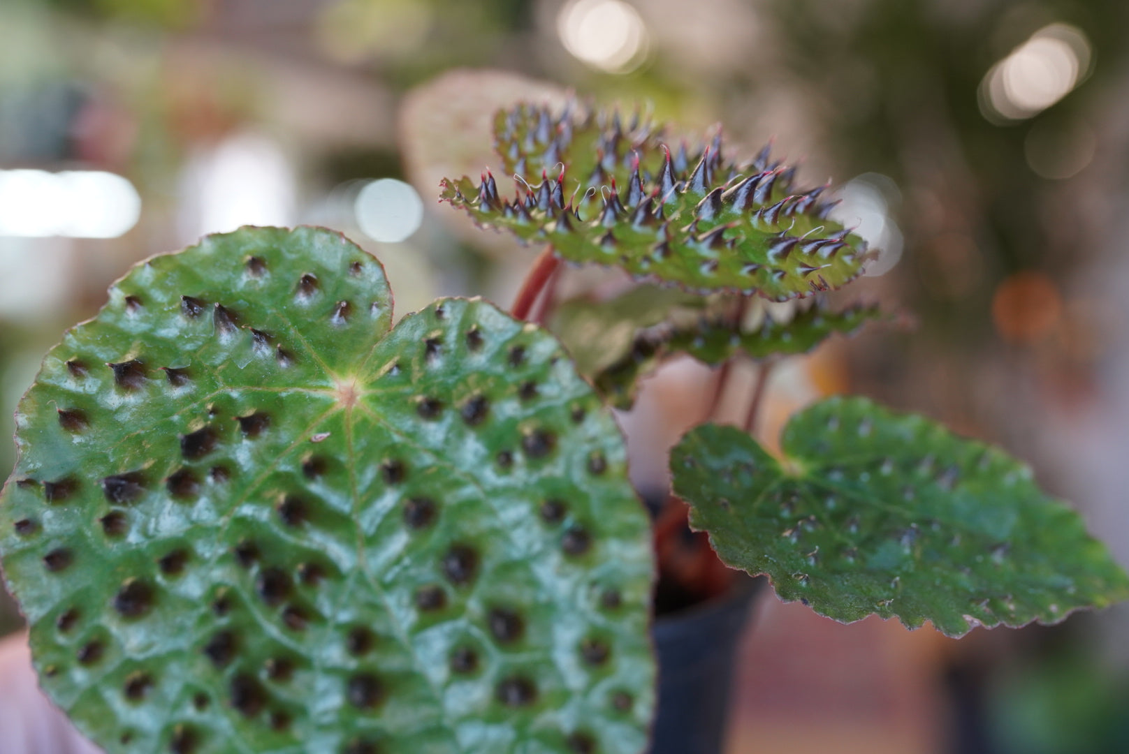 NEW PLANT ARRIVALS – Ruby Flora Plant Shop