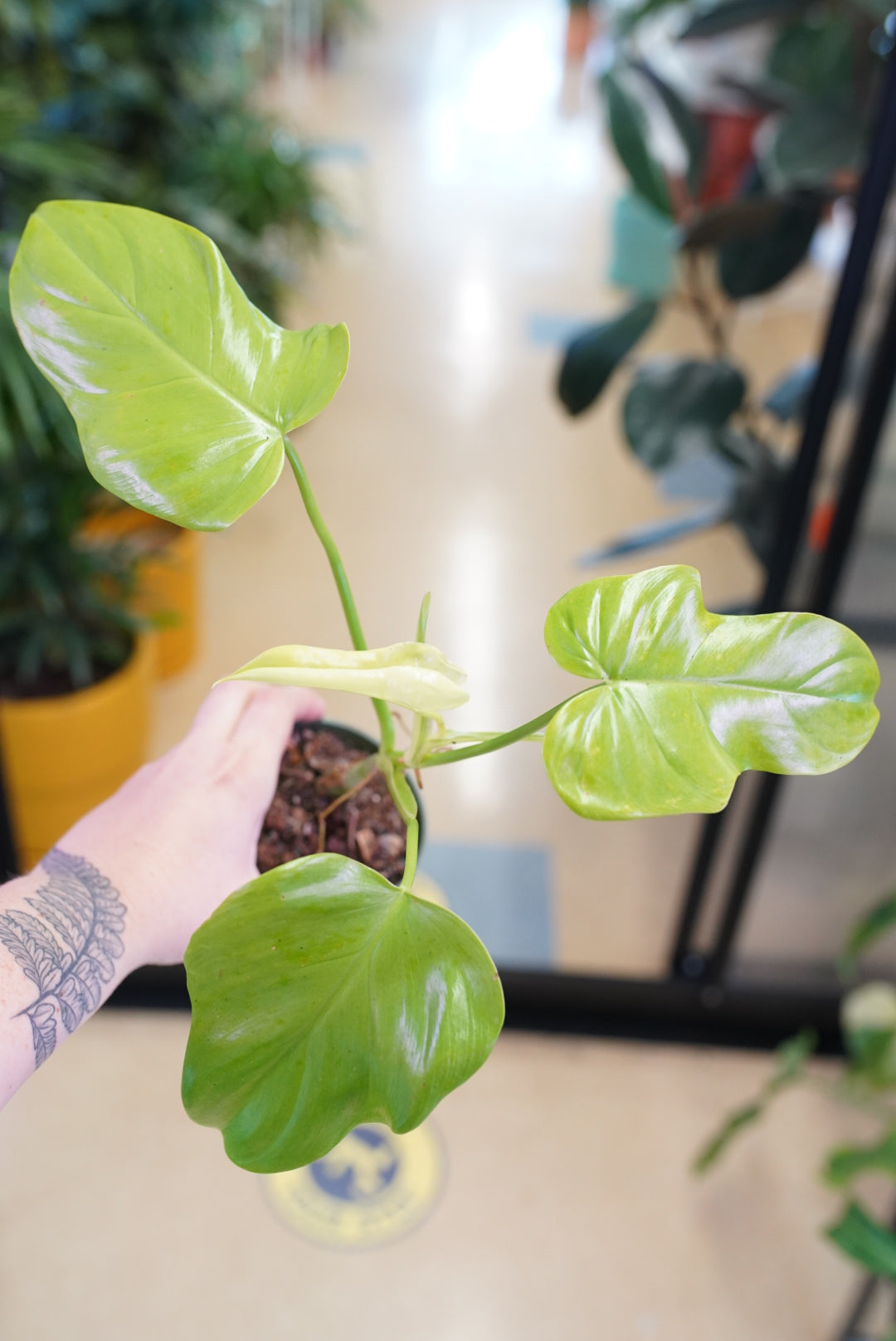 COLLECTOR PLANTS – Ruby Flora Plant Shop