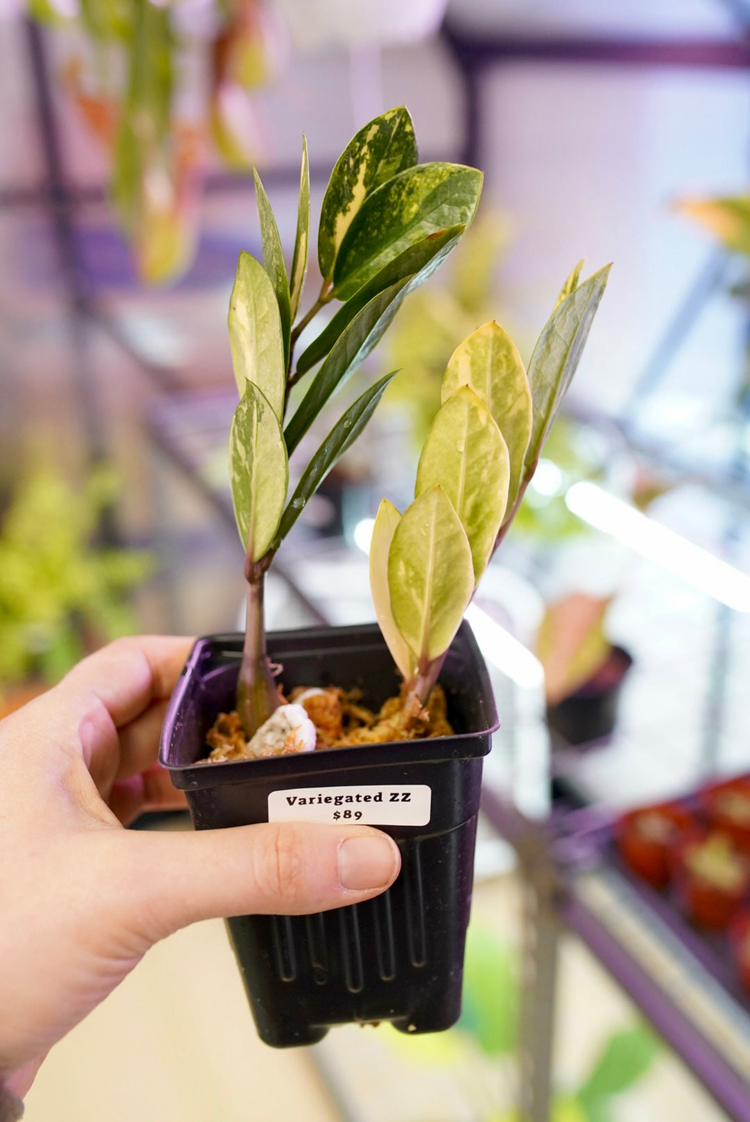 NEW PLANT ARRIVALS – Ruby Flora Plant Shop