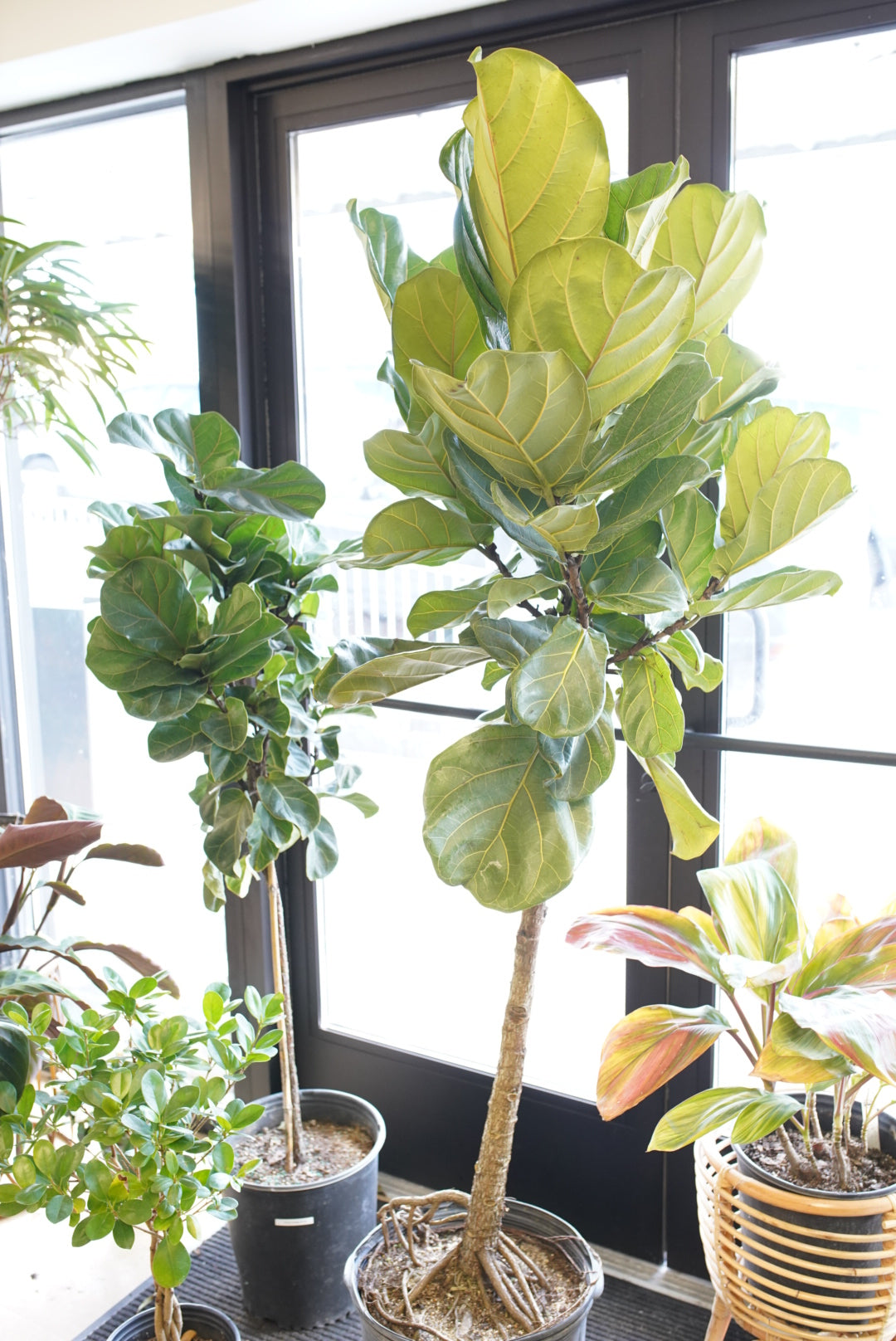 Ficus Lyrata 'Fiddle Leaf Fig' – Ruby Flora Plant Shop