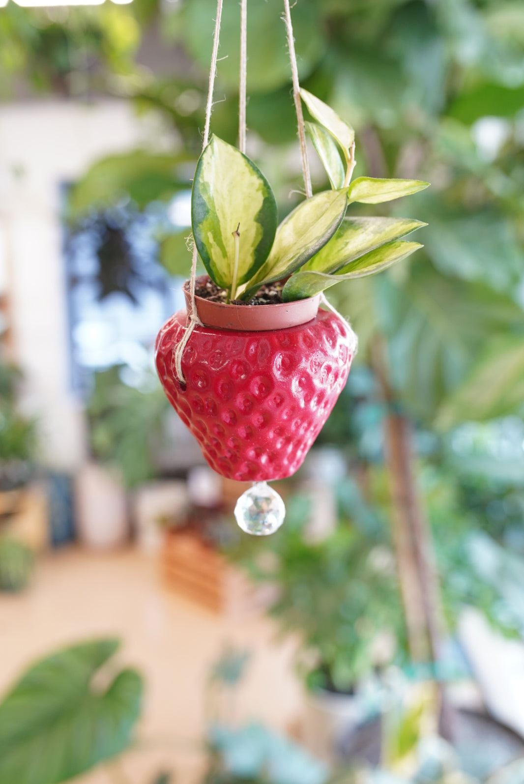 Ruby Flora: Healthy Houseplants in Pittsburgh – Ruby Flora Plant Shop