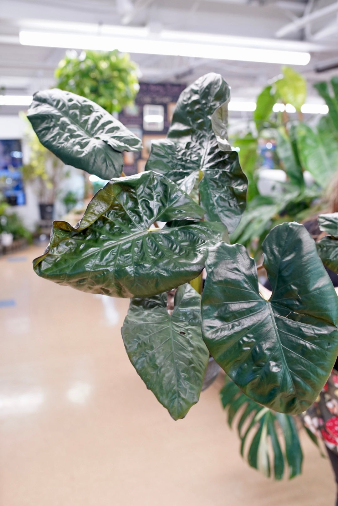 LARGE/FLOOR PLANTS – Ruby Flora Plant Shop