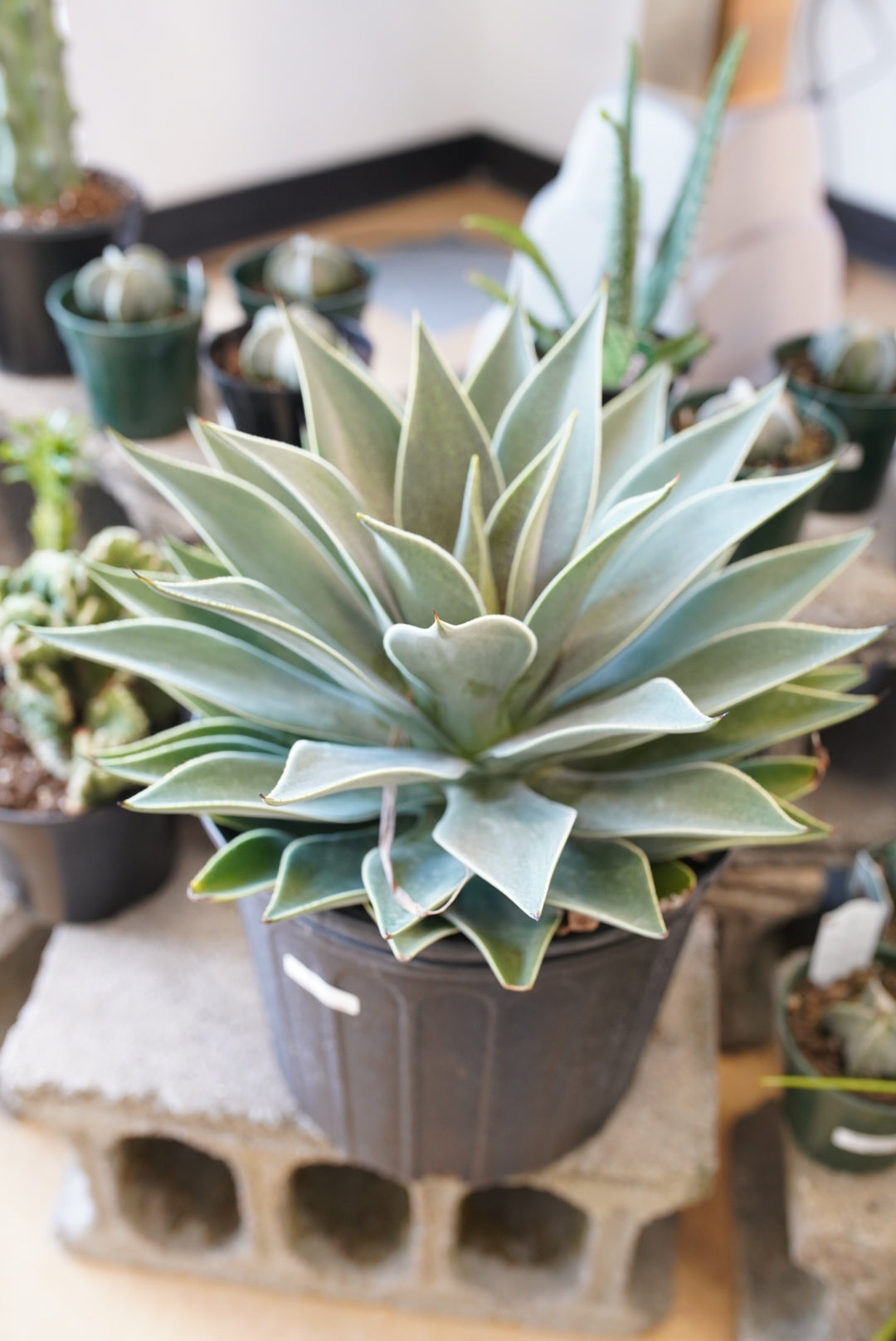 NEW PLANT ARRIVALS – Ruby Flora Plant Shop