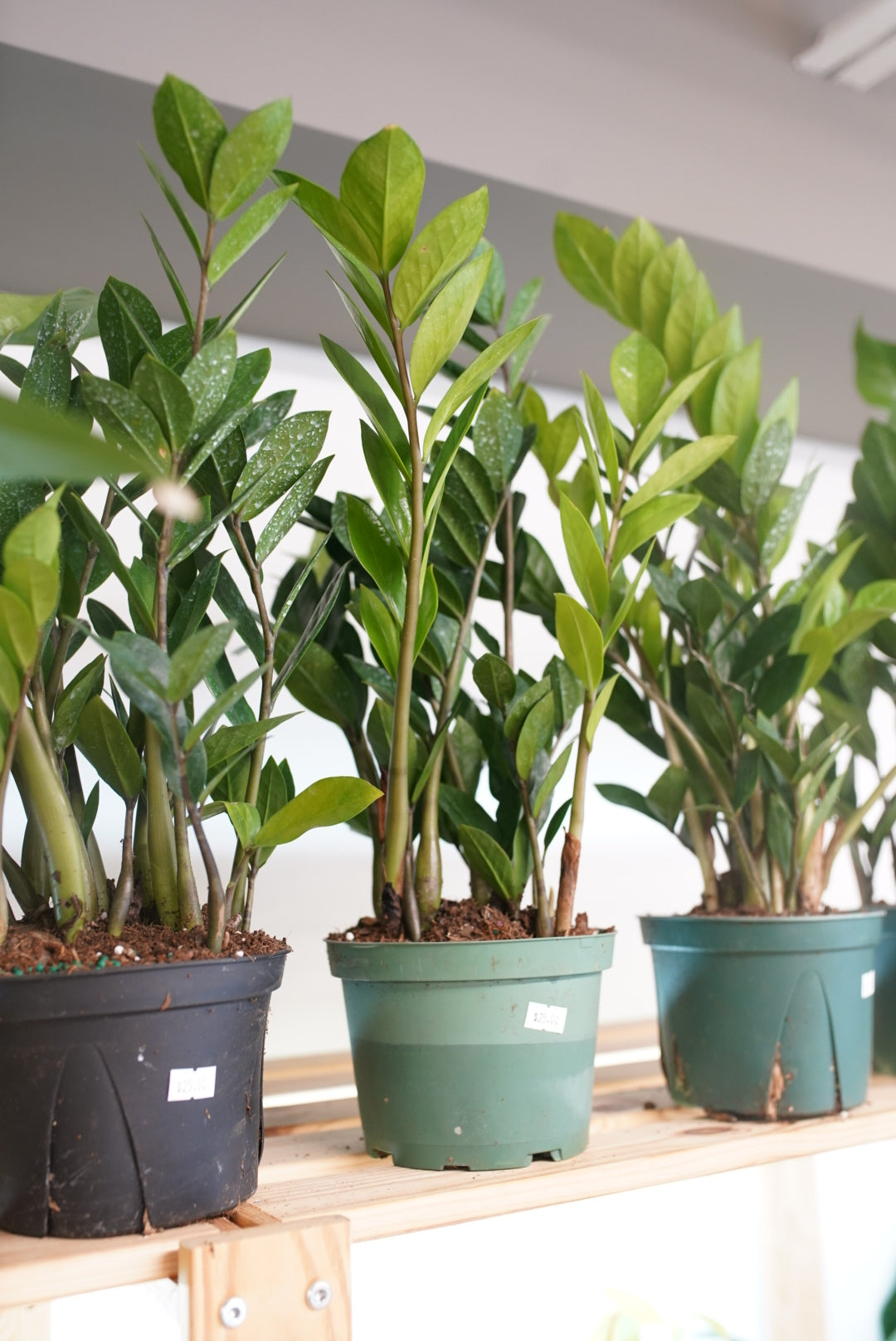 Zamioculcas Zamiifolia ´zz´| Easy Low Light Indoor Houseplant - Ruby ...