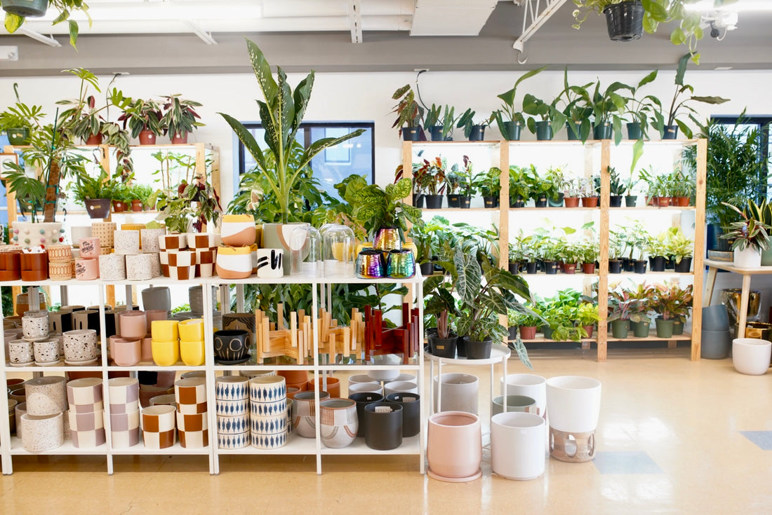 Ruby Flora: Healthy Houseplants and Plant Shop in Pittsburgh – Ruby ...