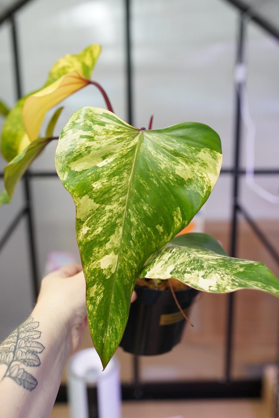 COLLECTOR PLANTS – Ruby Flora Plant Shop