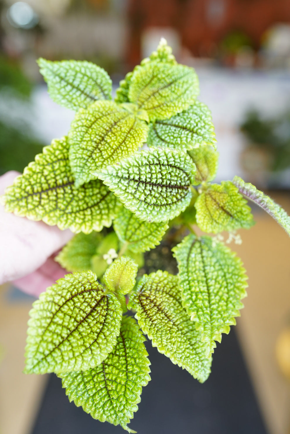 Pilea Moon Valley – Ruby Flora Plant Shop