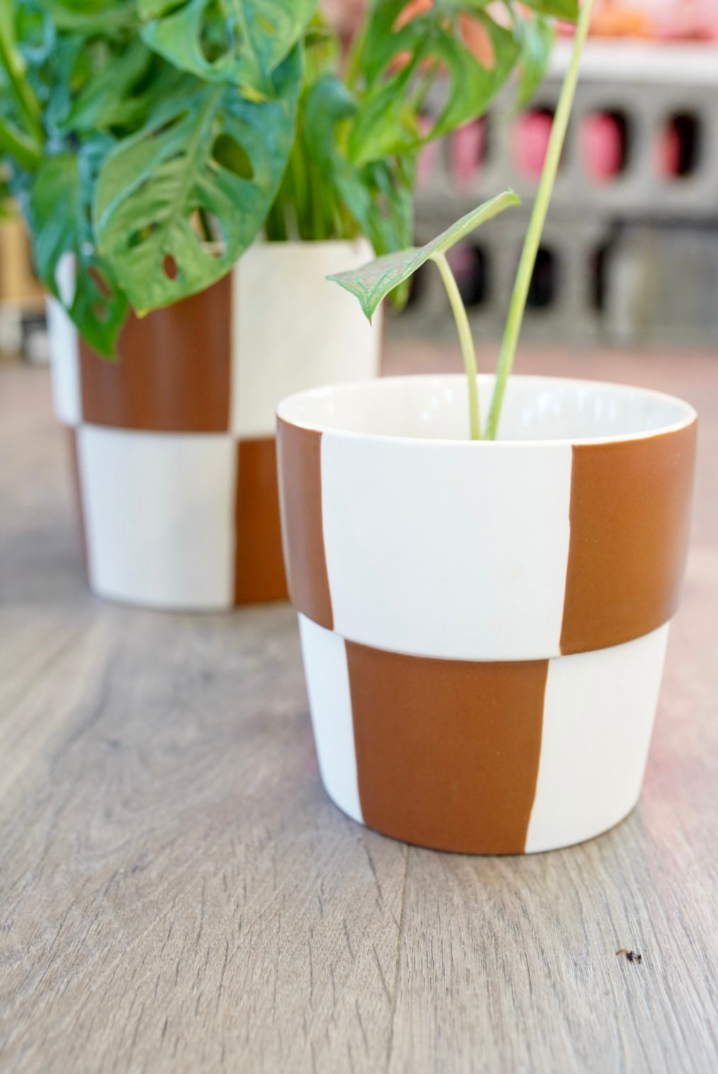 Checkerboard Planter – Ruby Flora Plant Shop